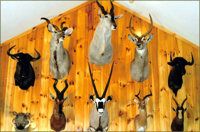 Trophy Room Services at Northeast Taxidermy Studios
